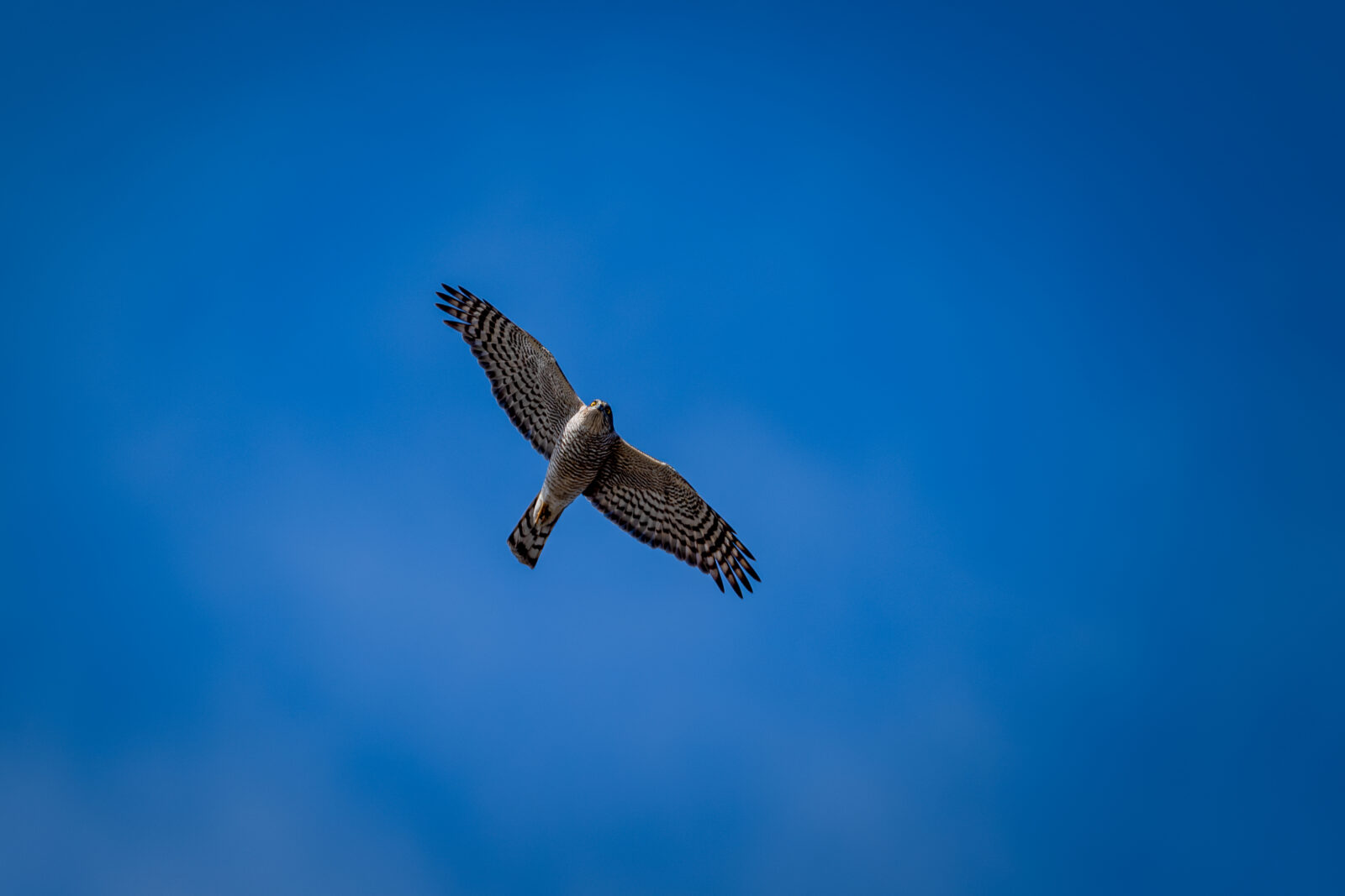 初心者がマスターする 望遠レンズ 撮影の基本とテクニック » Photo Labo uho 岡山のフリーカメラマン イベント撮影 商業撮影